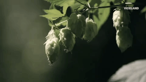 Hops GIF by BEERLAND - Find & Share on GIPHY