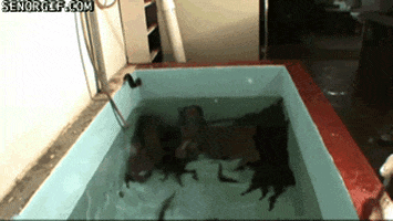 Scared Fish GIF by Cheezburger - Find & Share on GIPHY