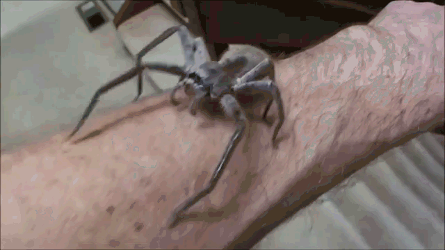 Venomous Spider GIFs - Find & Share on GIPHY