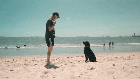 Fetch Good Boy GIF by Epitaph Records - Find & Share on GIPHY
