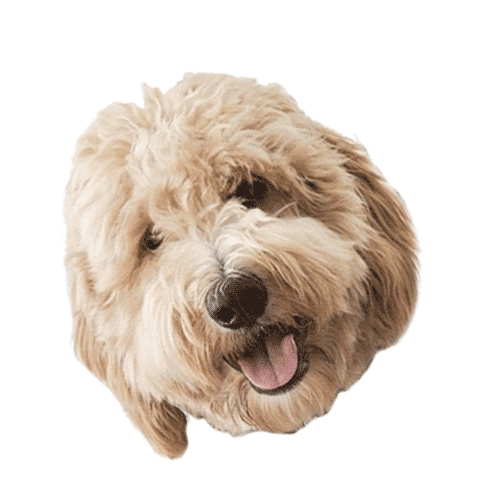 Sully Goldendoodle Sticker by ripleyandrue for iOS & Android | GIPHY