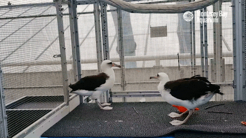 Laysan Albatross Bird GIF by Monterey Bay Aquarium - Find & Share on GIPHY