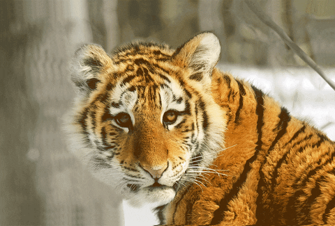 Tiger GIF - Find & Share on GIPHY
