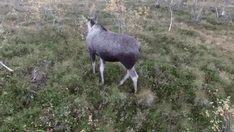 Moose GIF - Find & Share on GIPHY
