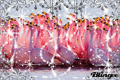 Flamingo GIF - Find & Share on GIPHY