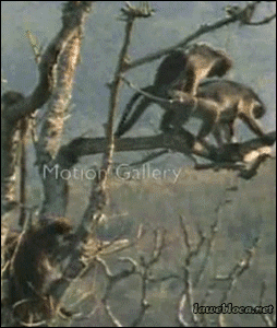 Monkey GIF - Find & Share on GIPHY