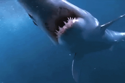 I Love You Kiss GIF by Shark Week - Find & Share on GIPHY