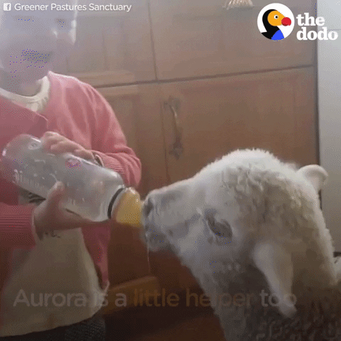 GIF by The Dodo - Find & Share on GIPHY
