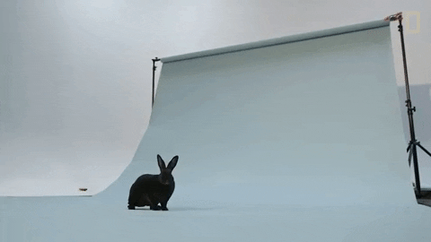 Black Rabbit GIFs - Find & Share on GIPHY