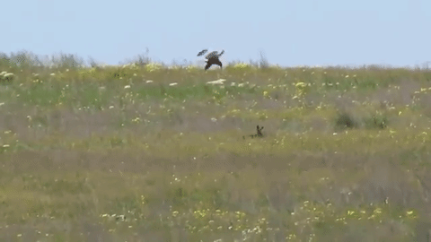 This Rabbit Fighting Off A Falcon Is All Of Us In 2017