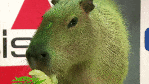 Capybara GIF by Puppy Bowl - Find & Share on GIPHY