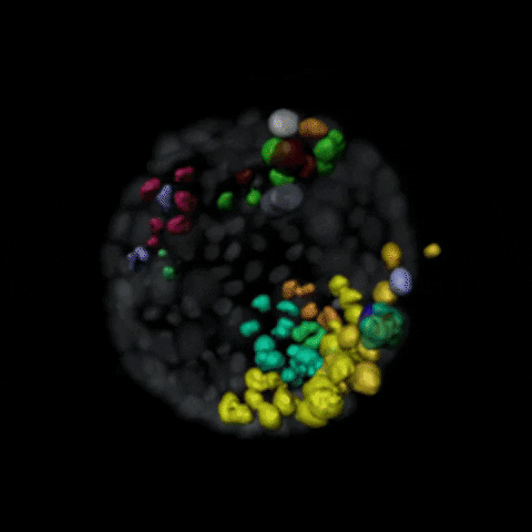 Development Cells GIF by EMBL - Find & Share on GIPHY
