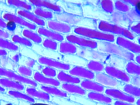 Microscope GIF - Find & Share on GIPHY