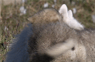Arctic Wolf Pups GIF - Find & Share on GIPHY