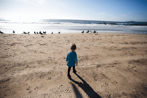 Photography Beach GIF - Find & Share on GIPHY