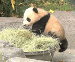 Panda Falling GIF - Find & Share on GIPHY