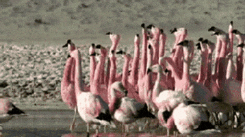 Flamingo Groups GIF - Find & Share on GIPHY