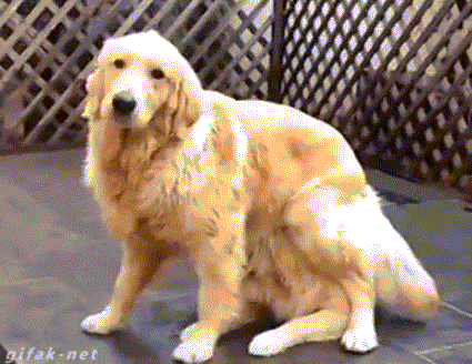 Golden GIFs - Find & Share on GIPHY