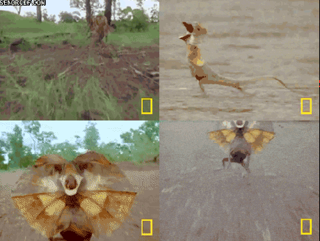 Reaction S Lizards GIF by Cheezburger - Find & Share on GIPHY