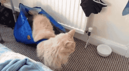 Cat Bag GIF - Find & Share on GIPHY