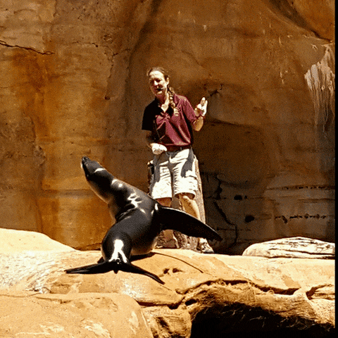 Sea Lion GIF - Find & Share on GIPHY