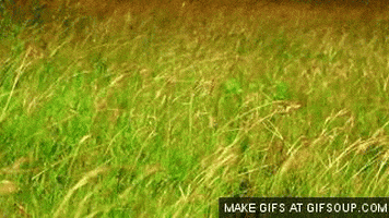 Grass GIF - Find & Share on GIPHY