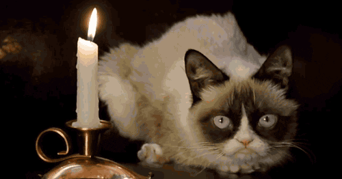 Grumpy Cat GIF by ADWEEK - Find & Share on GIPHY