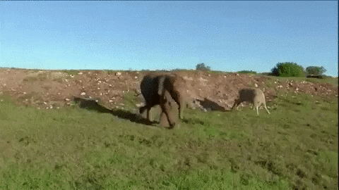 Animal Friendship GIF - Find & Share on GIPHY