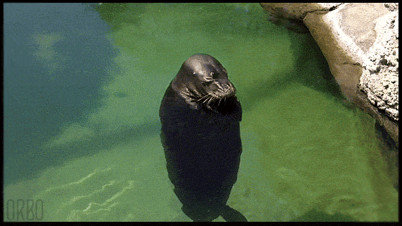 Seal GIF - Find & Share on GIPHY