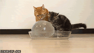 Cats Ice GIF - Find & Share on GIPHY