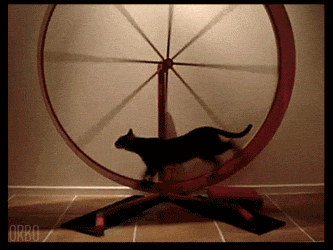 Wheel GIF - Find & Share on GIPHY