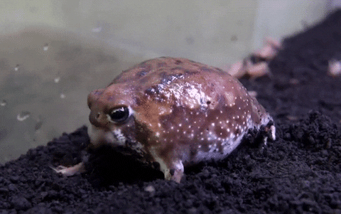 Rain Frog GIF - Find & Share on GIPHY