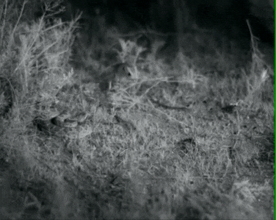 Jerboa GIF - Find & Share on GIPHY