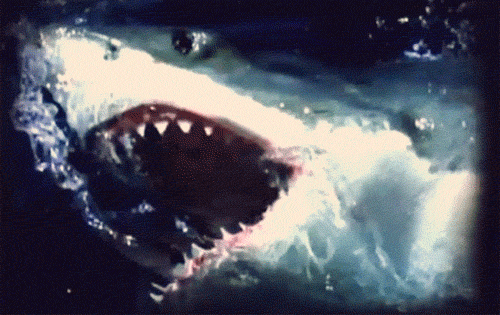White Shark GIF - Find & Share on GIPHY