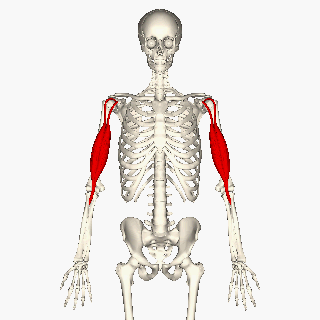 Biceps GIF - Find & Share on GIPHY