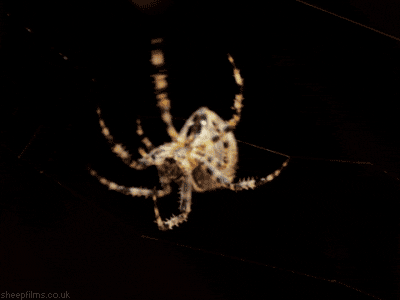 Web Spider GIF by sheepfilms - Find & Share on GIPHY
