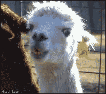 Goats GIF - Find & Share on GIPHY
