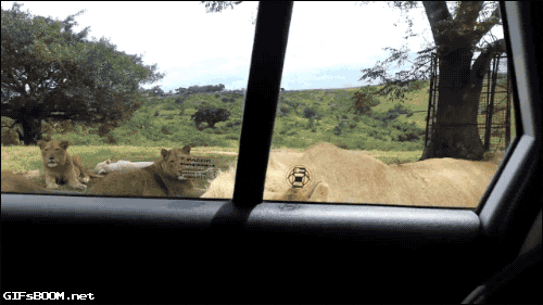 Safari Park Lion Find And Share On Giphy