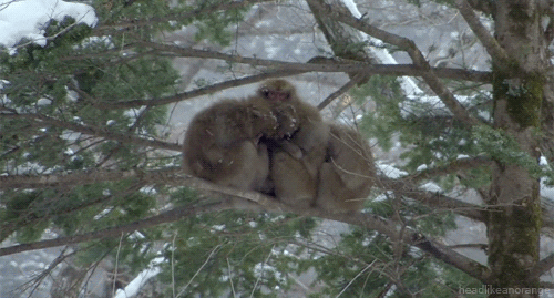 David Attenborough Monkey GIF by Head Like an Orange - Find & Share on ...
