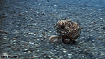 Octopus GIF - Find & Share on GIPHY