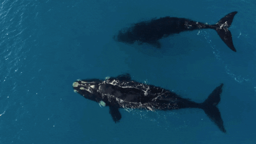 Whale Find And Share On Giphy