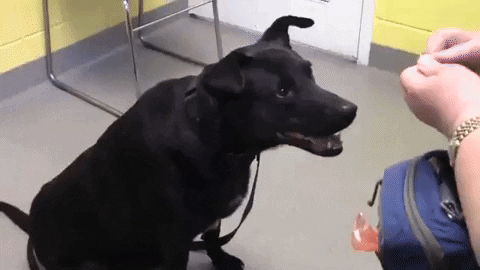 Give Me Five GIF by Nebraska Humane Society - Find & Share on GIPHY