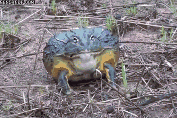 Bullfrog GIFs - Find & Share on GIPHY