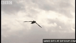 F16 Falcon Fighter Animated Gifs Best Animations