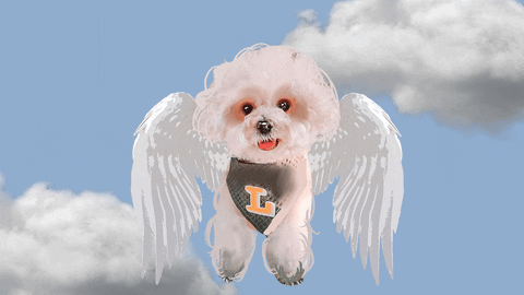Angel Dog GIF - Find & Share on GIPHY