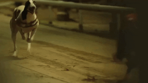 Dogs Greyhounds GIF by NOWNESS - Find & Share on GIPHY