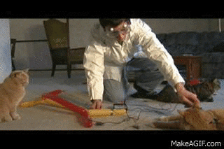 Cats Energy GIF - Find & Share on GIPHY