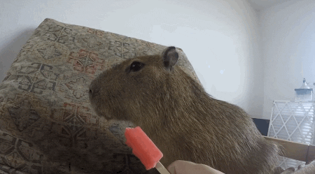 Capybara GIF - Find & Share on GIPHY