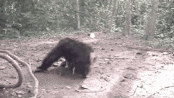 Spinning Monkey GIFs - Get the best GIF on GIPHY