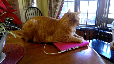 Cat Computer GIF - Find & Share on GIPHY